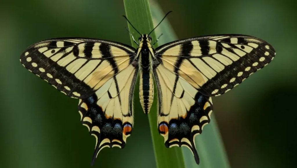The Spiritual Meaning of the Tiger Swallowtail Butterfly - NextDreaming