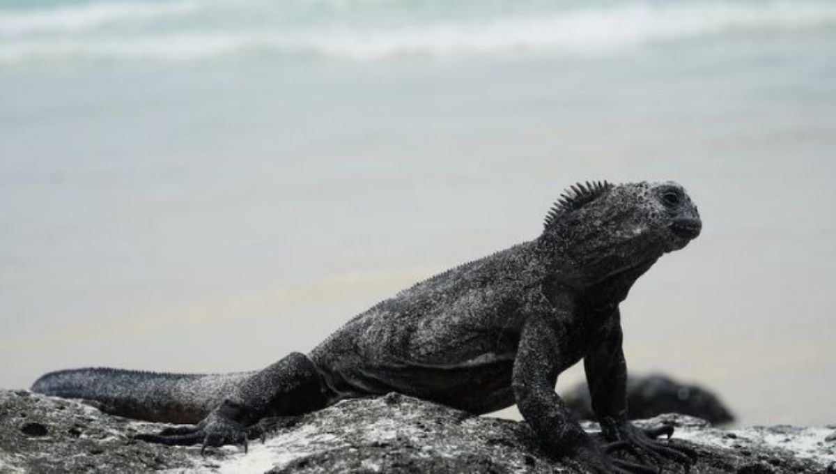 15 Spiritual Meanings of Seeing a Black Lizard in Your House - NextDreaming