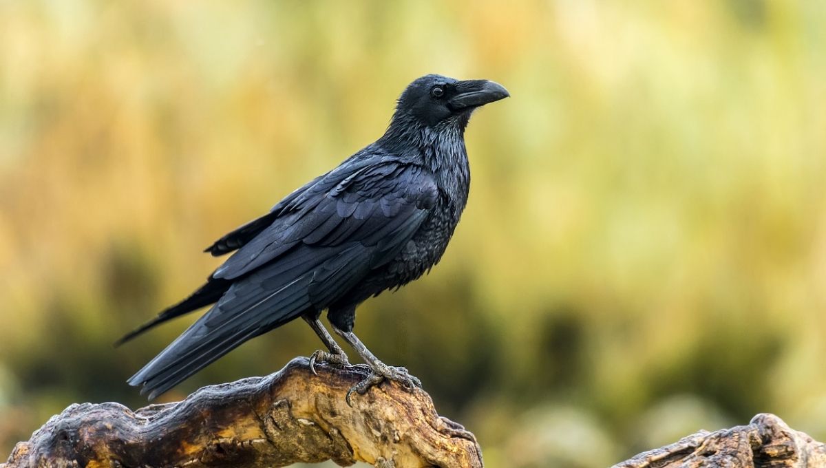 15 Spiritual Meanings of Raven and Symbolism - NextDreaming