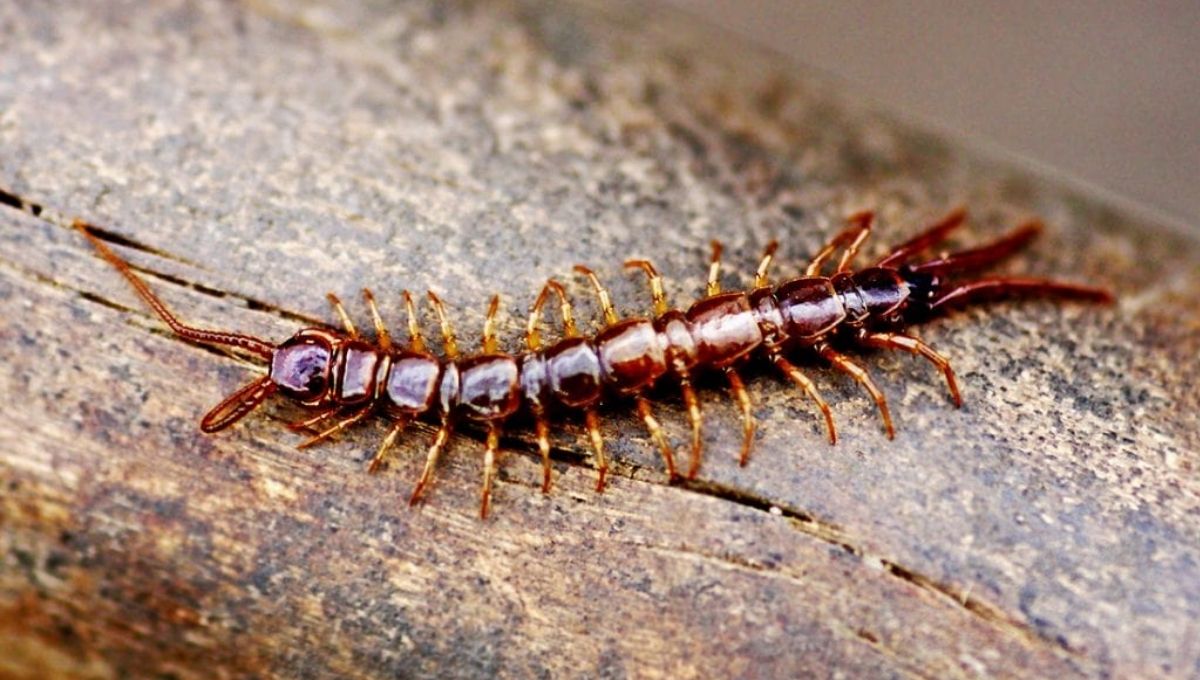 12 Spiritual Meanings of Seeing a Centipede - NextDreaming